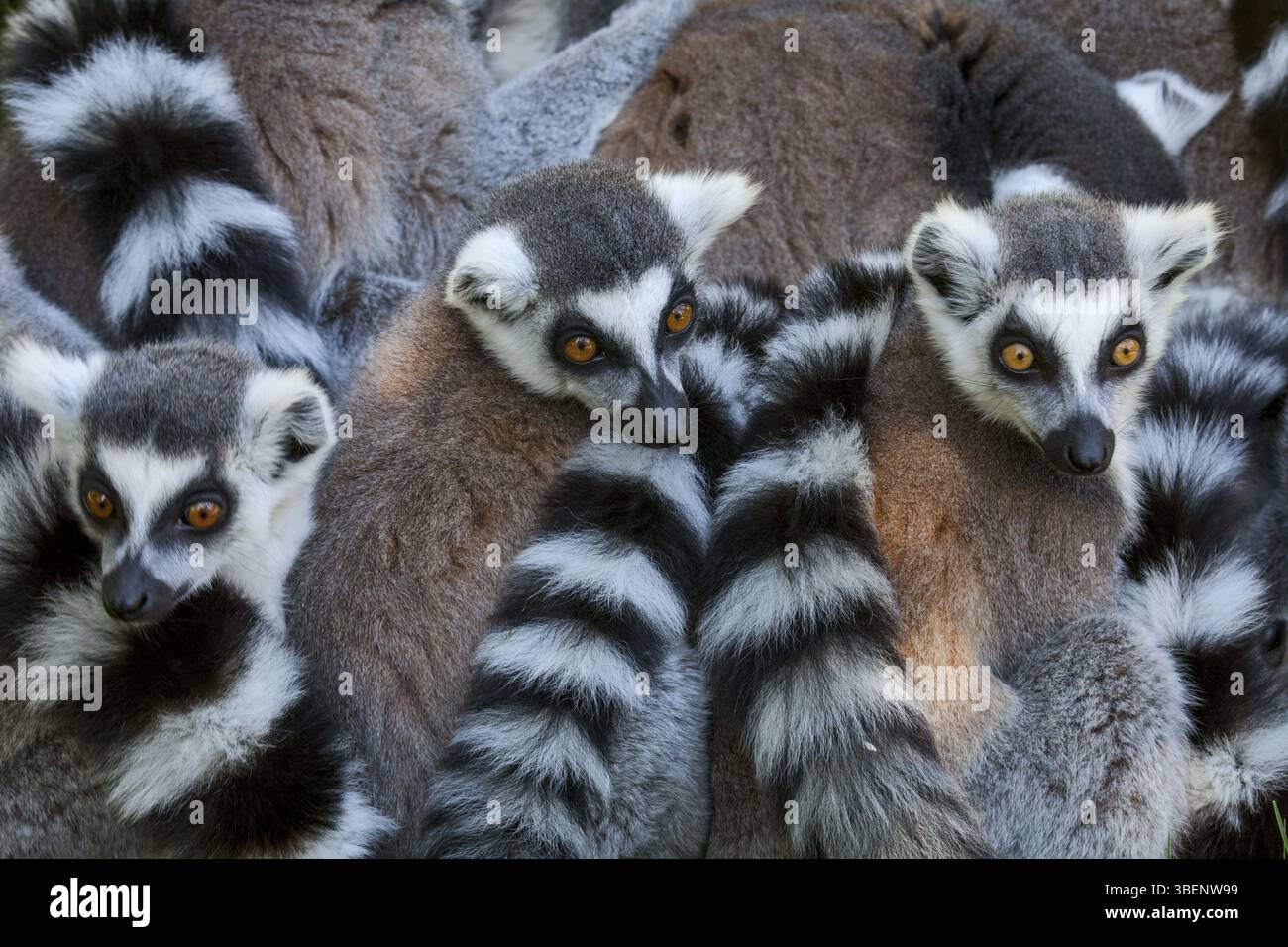 Katas hi-res stock photography and images - Alamy