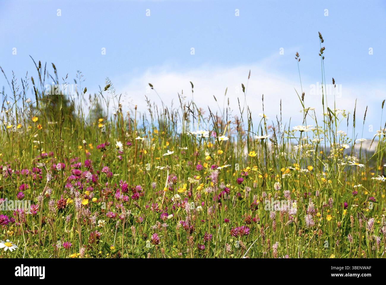 Summer alpine meadow flowering nature hi-res stock photography and ...