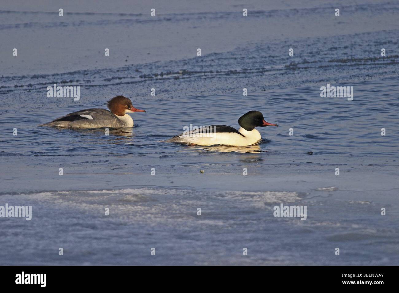 Goosander tree hi-res stock photography and images - Alamy