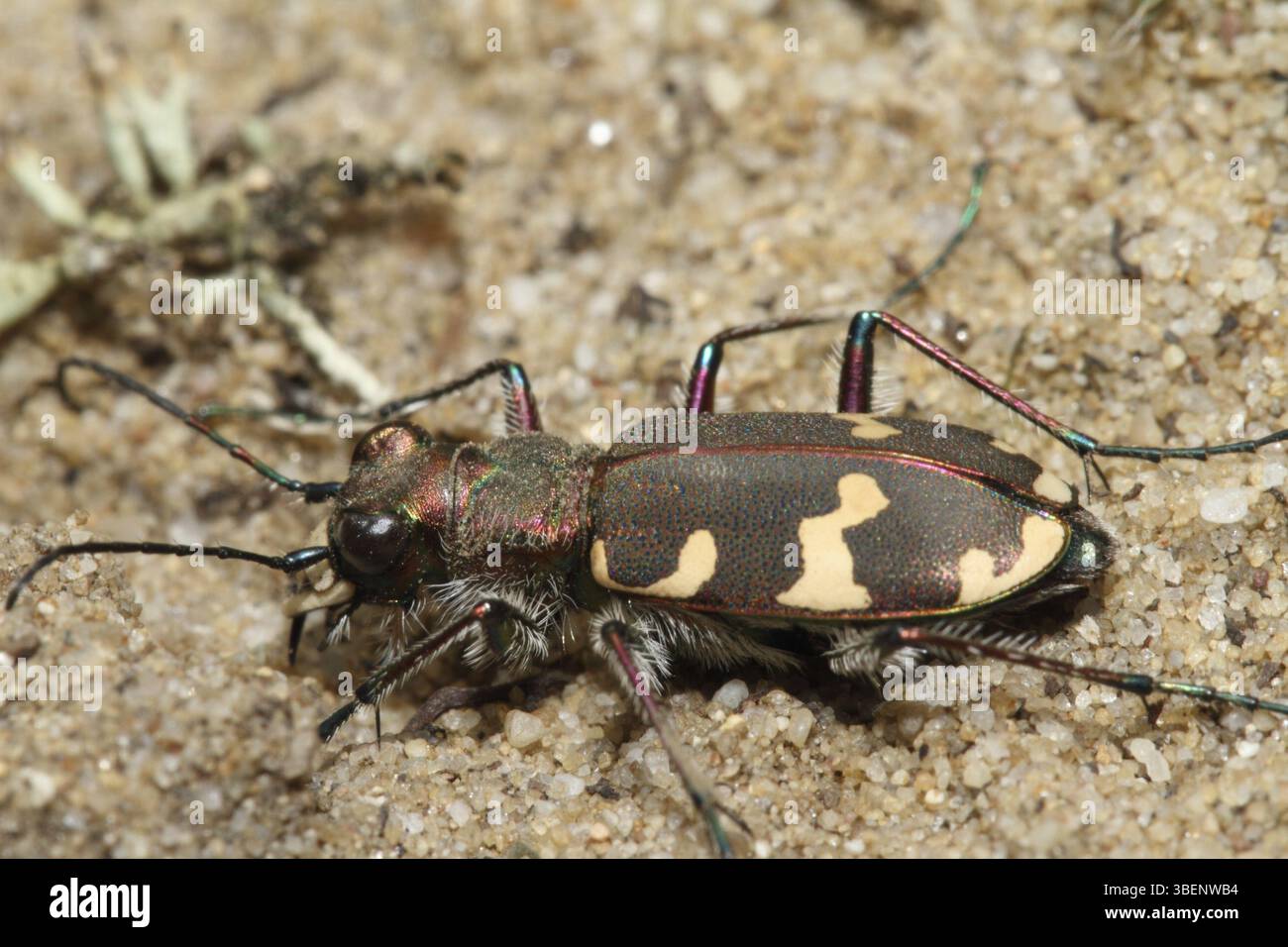Dune sand beetle (Cicindela hybrida Stock Photo - Alamy