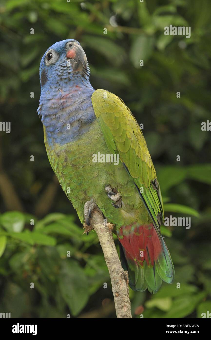 Black-eared parrot (Pionus menstruus Stock Photo - Alamy