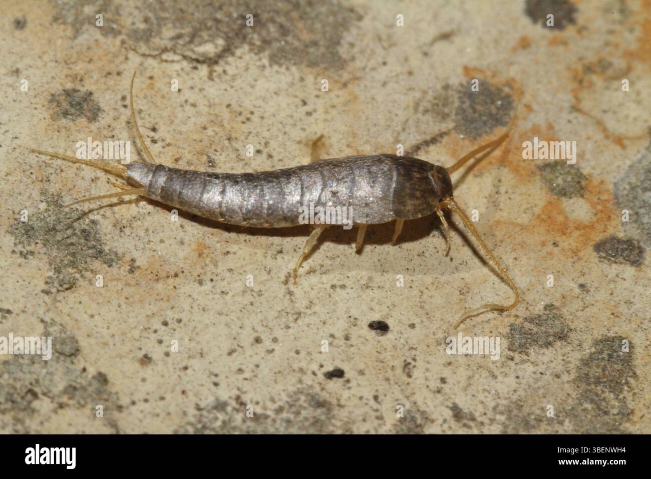Silverfish (Lepisma saccharina Stock Photo - Alamy