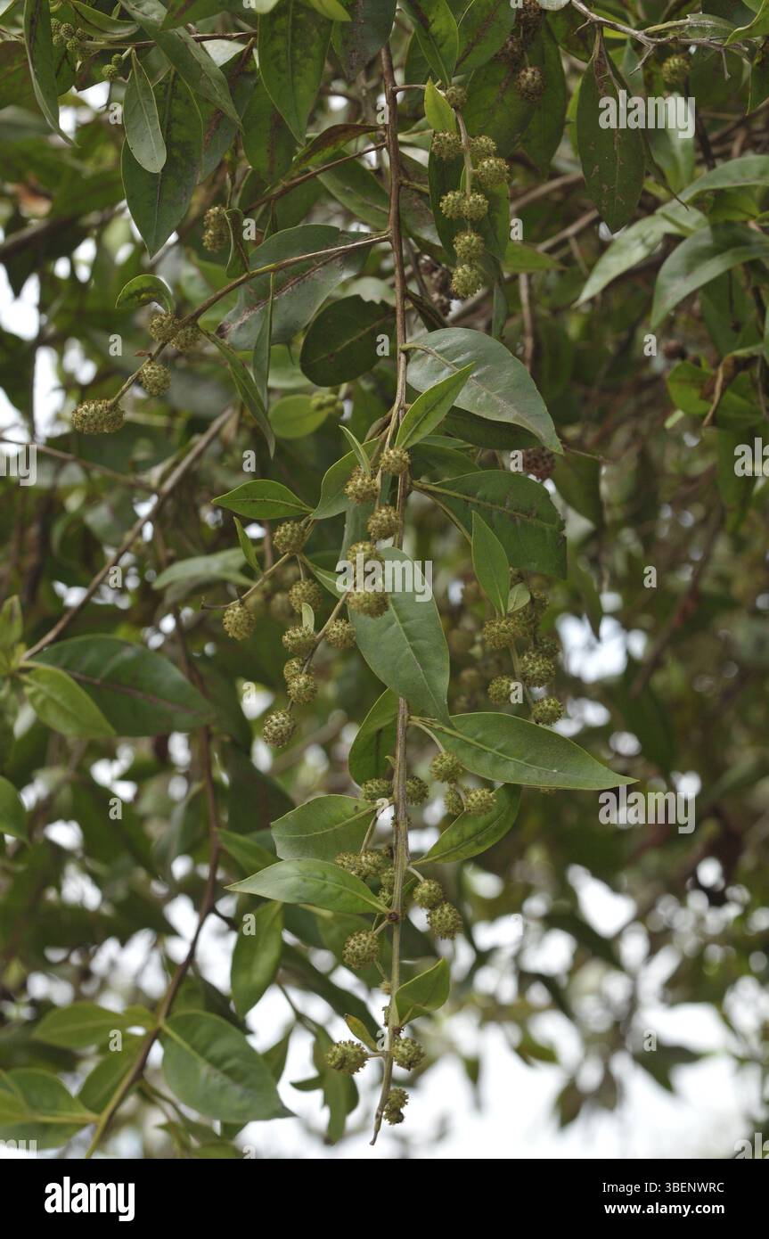 Button mangrove (Conocarpus erectus Stock Photo - Alamy