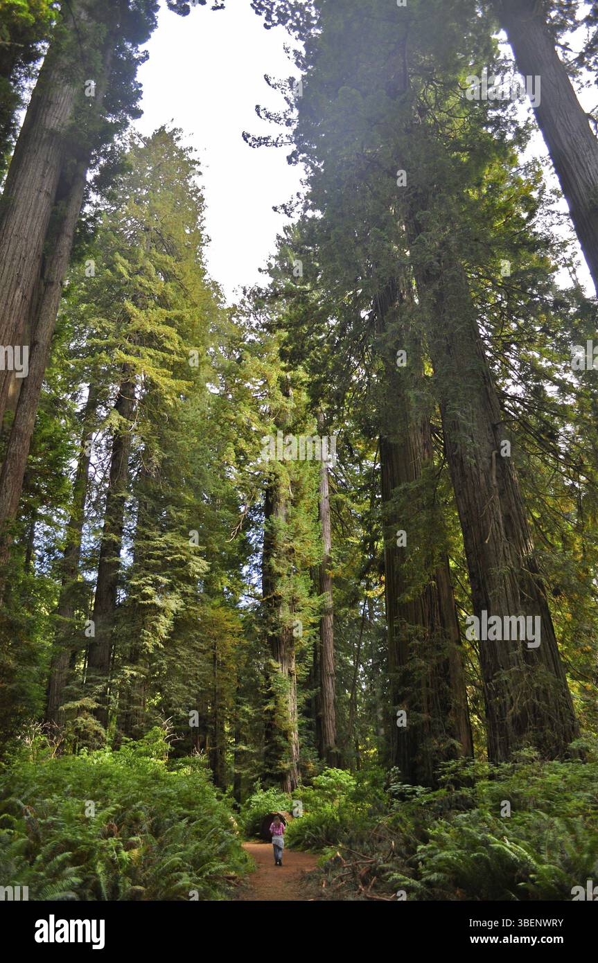 Coast redwood (Sequoia sempervirens Stock Photo - Alamy