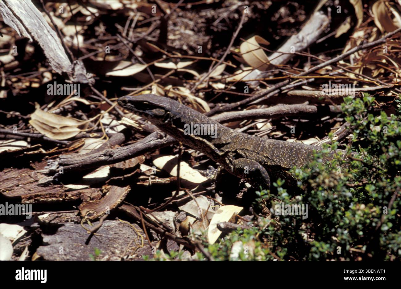 Photography lizard hi-res stock photography and images - Alamy