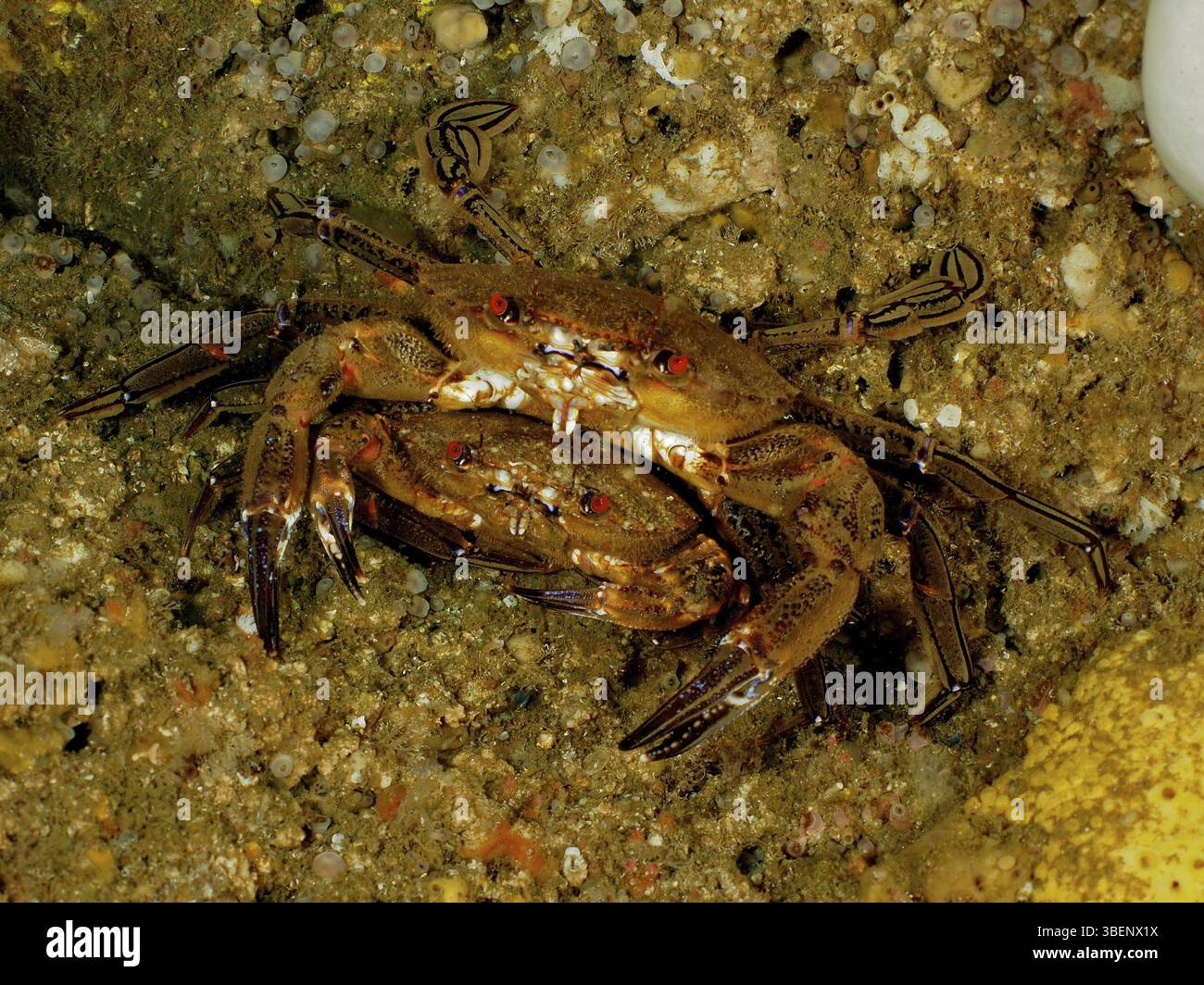 Crab swimming crab portunidae hi-res stock photography and images - Alamy