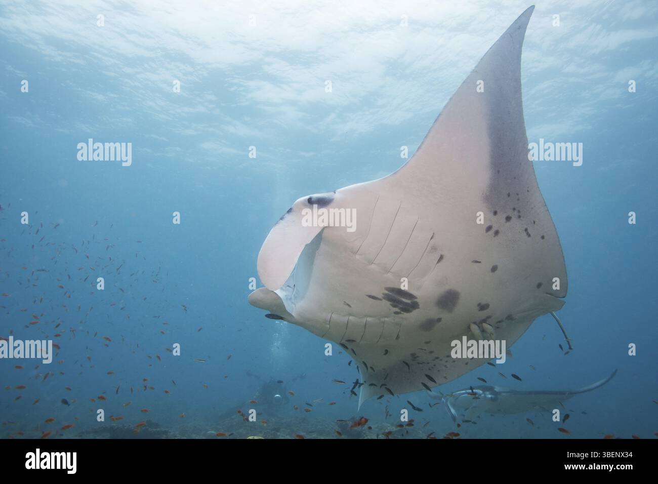 Devil ray (Mobula mobular Stock Photo - Alamy