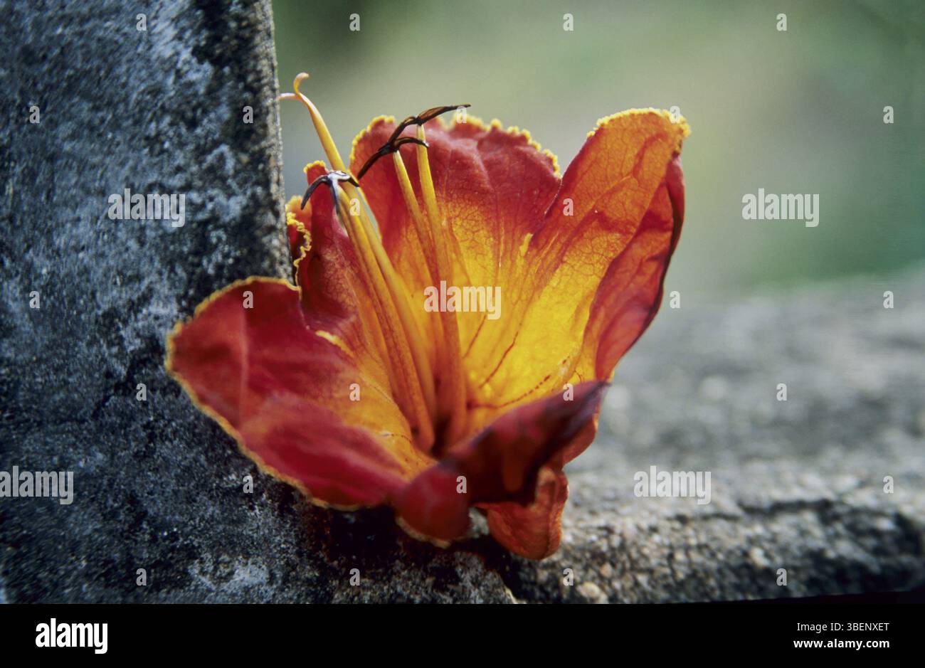 African tulip tree (Spathodea campanulata Stock Photo - Alamy