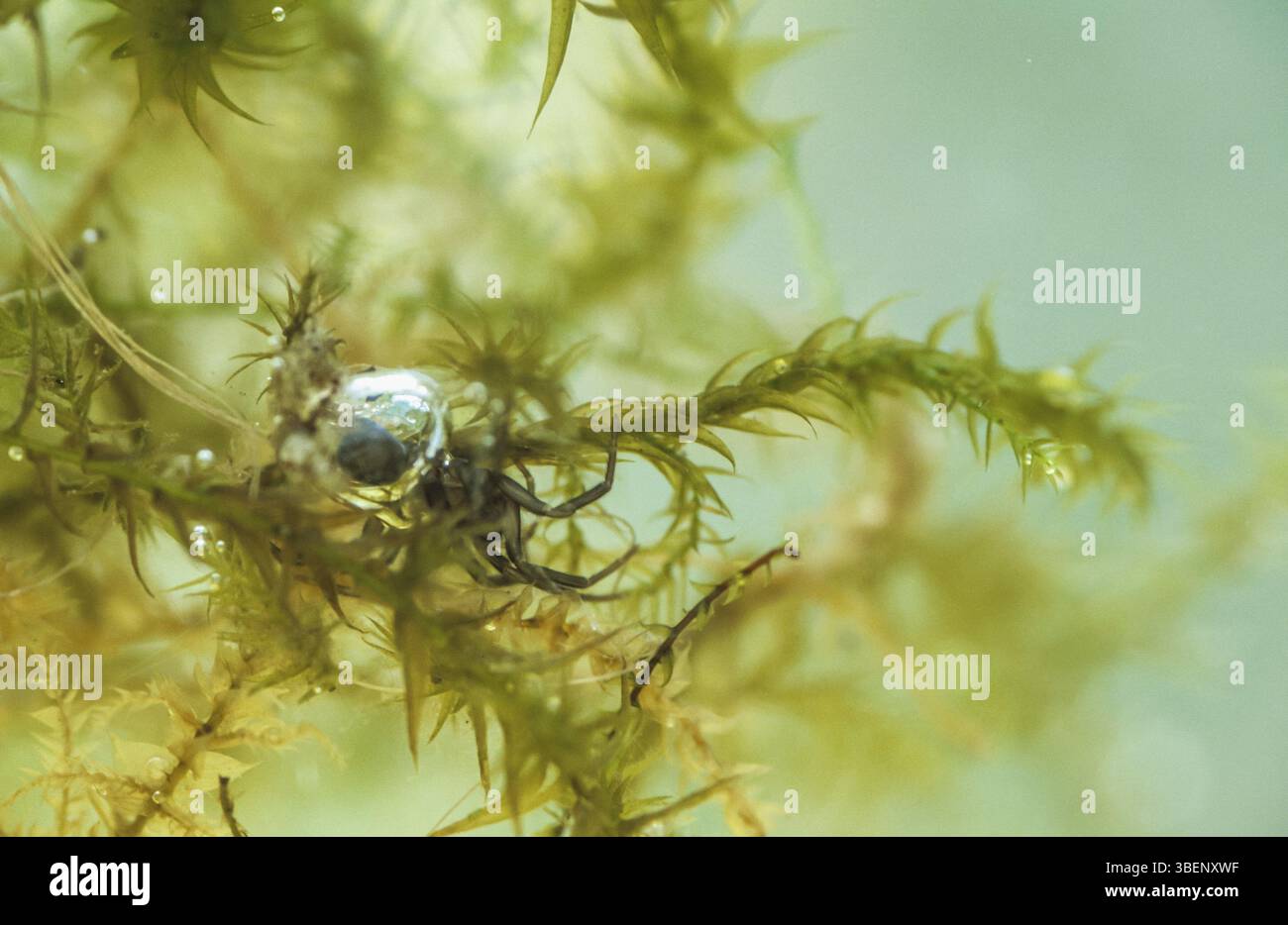 Water spider (Argyroneta aquatica Stock Photo - Alamy