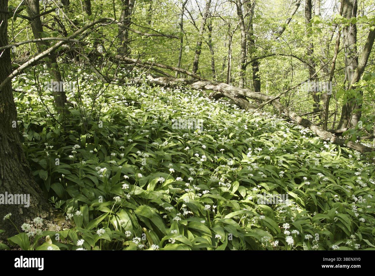 Wild garlic (Allium ursinum Stock Photo - Alamy