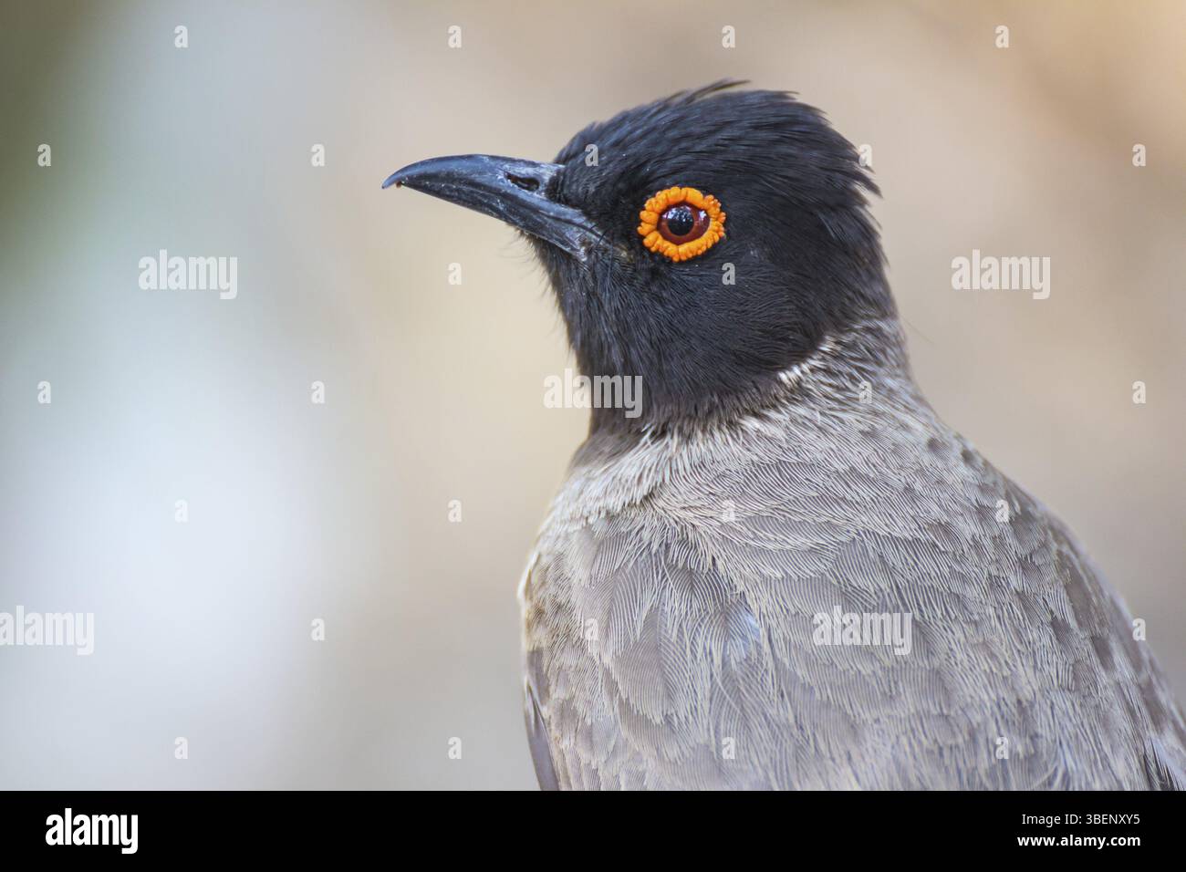 Masked Bulbul (Pycnonotus nigricans Stock Photo - Alamy