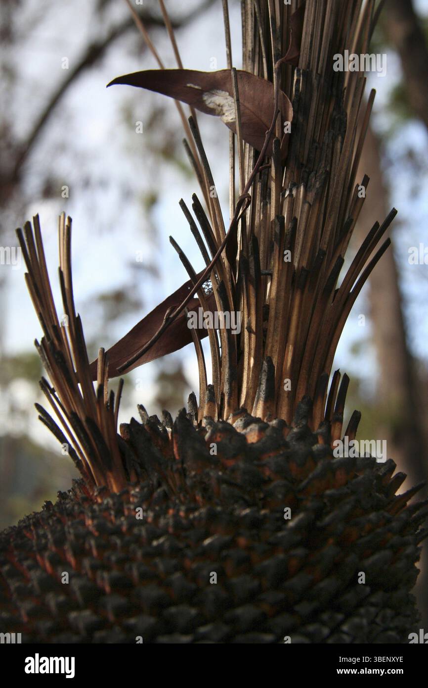 Grass tree structure (Xanthorrhoea australis Stock Photo - Alamy