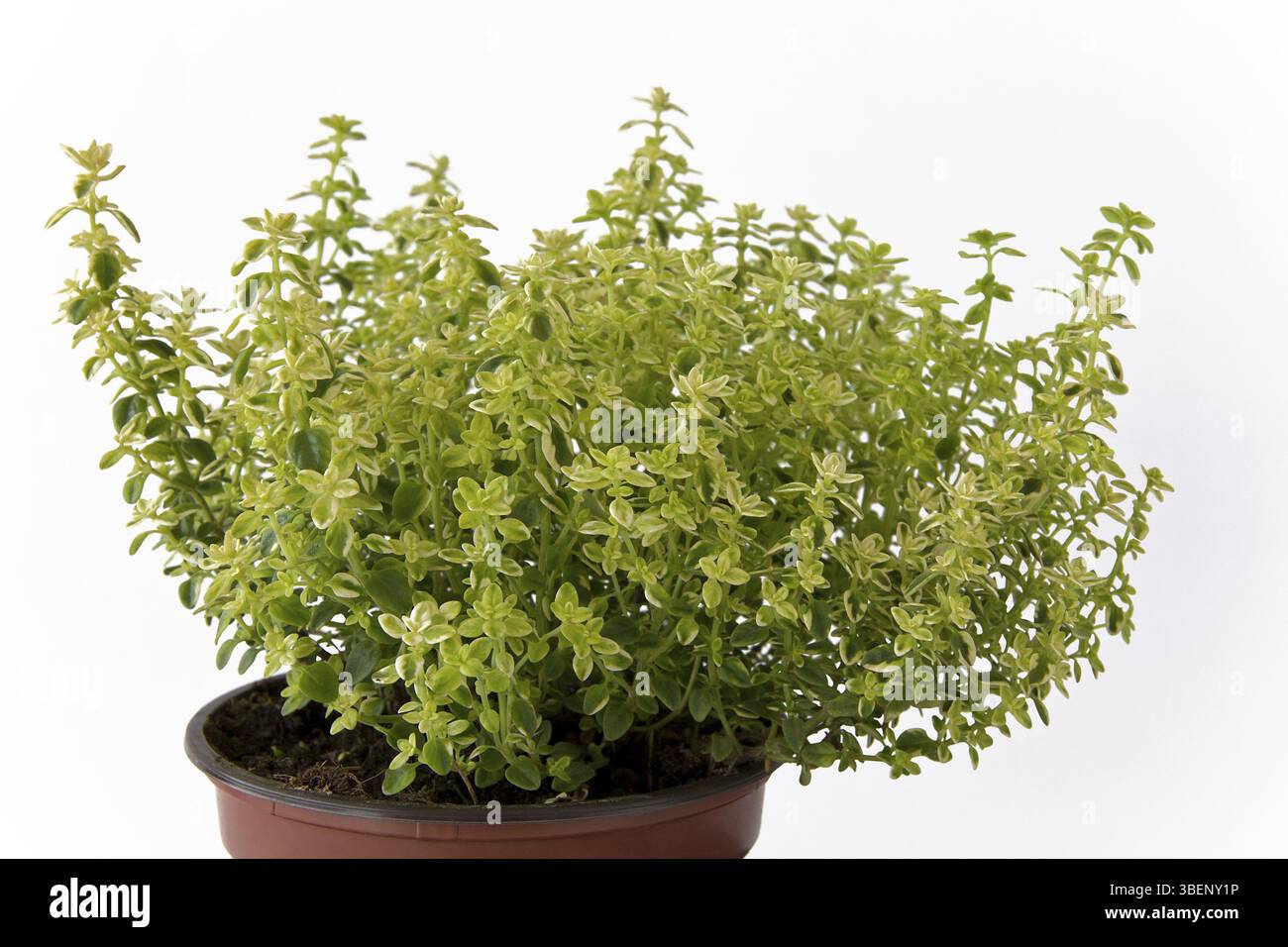 Lemon thyme (thymus citriodorus Stock Photo - Alamy
