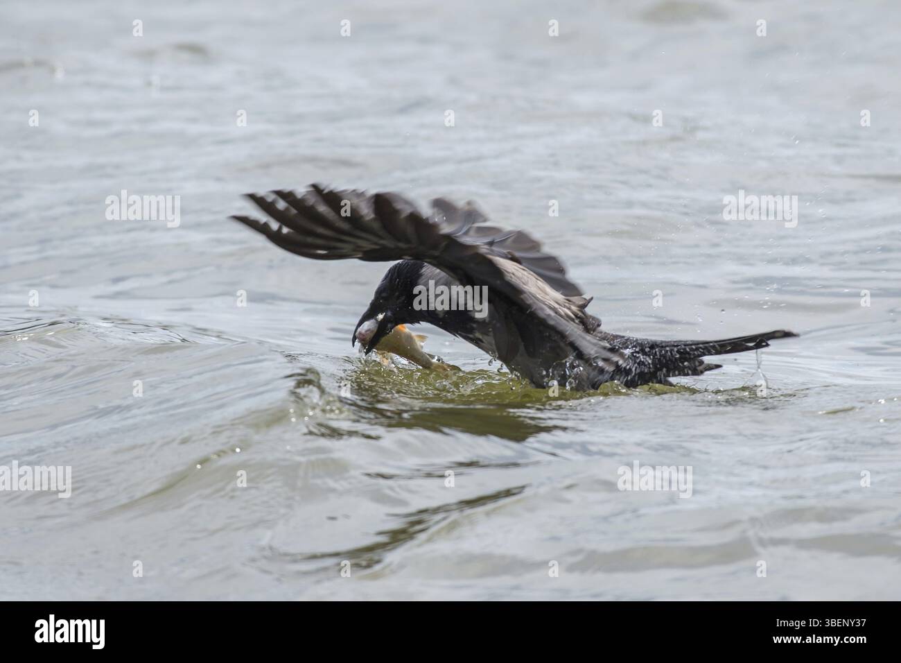 Crow corvus corone fishing hi-res stock photography and images - Alamy