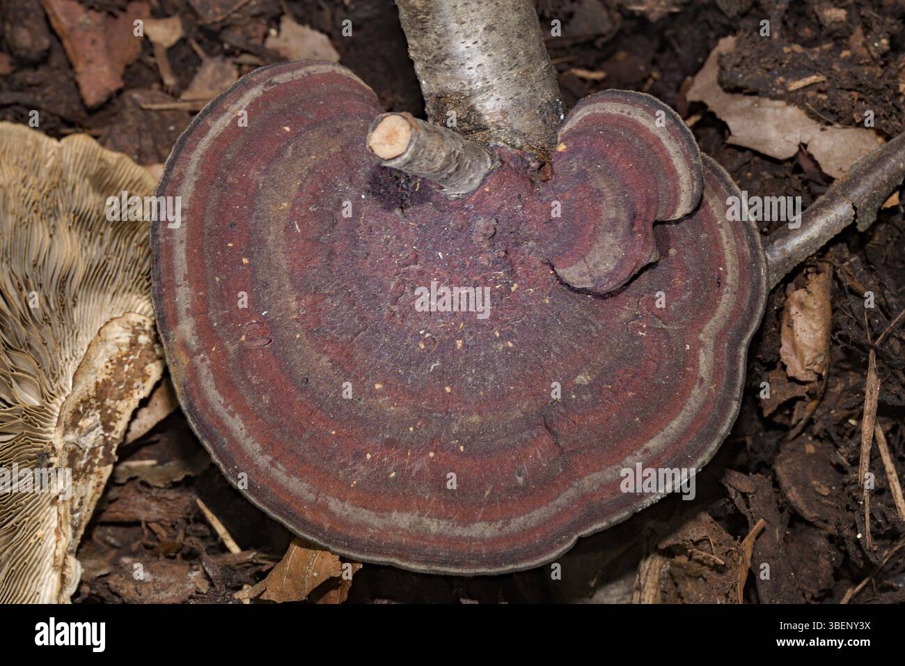 Brown and red leaf hi-res stock photography and images - Alamy