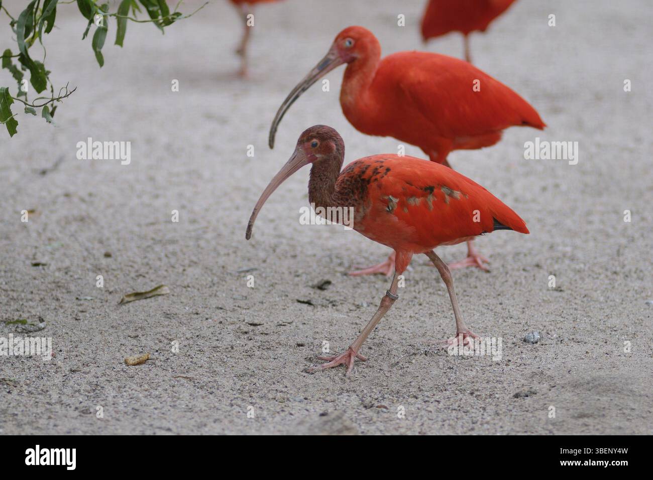 Red Ibis, Scarlet Ibis, Scarlet Ibis (Eudocimus Ruber Stock Photo - Alamy