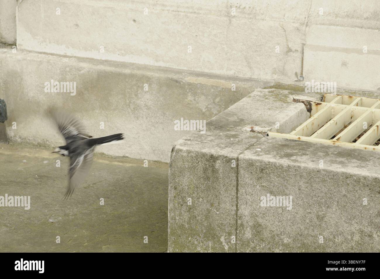 Yellow wagtail in flight (Motacilla alba yarellii Stock Photo - Alamy