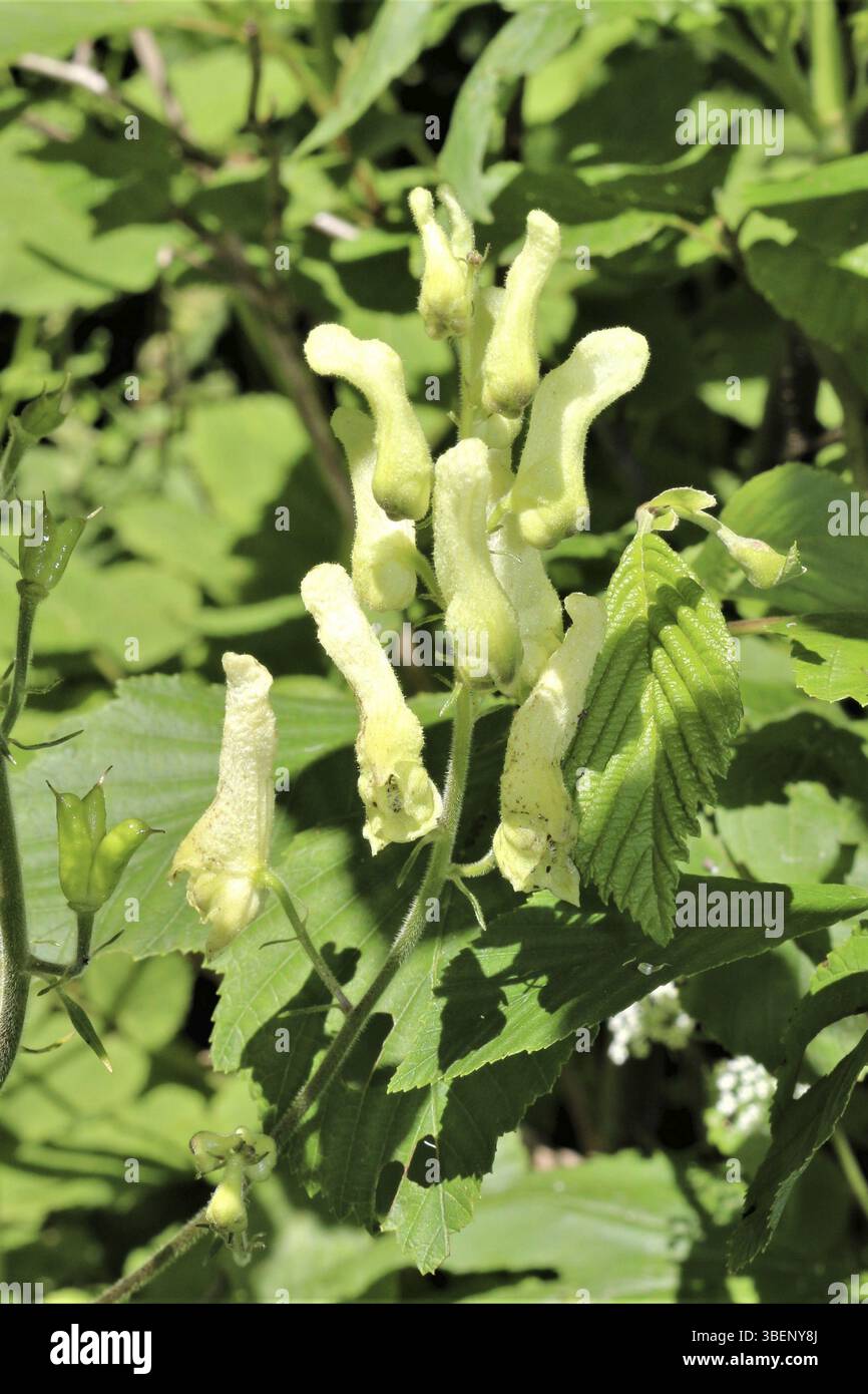 Poisonous flower aconitum lycoctonum wolfsbane hi-res stock photography ...