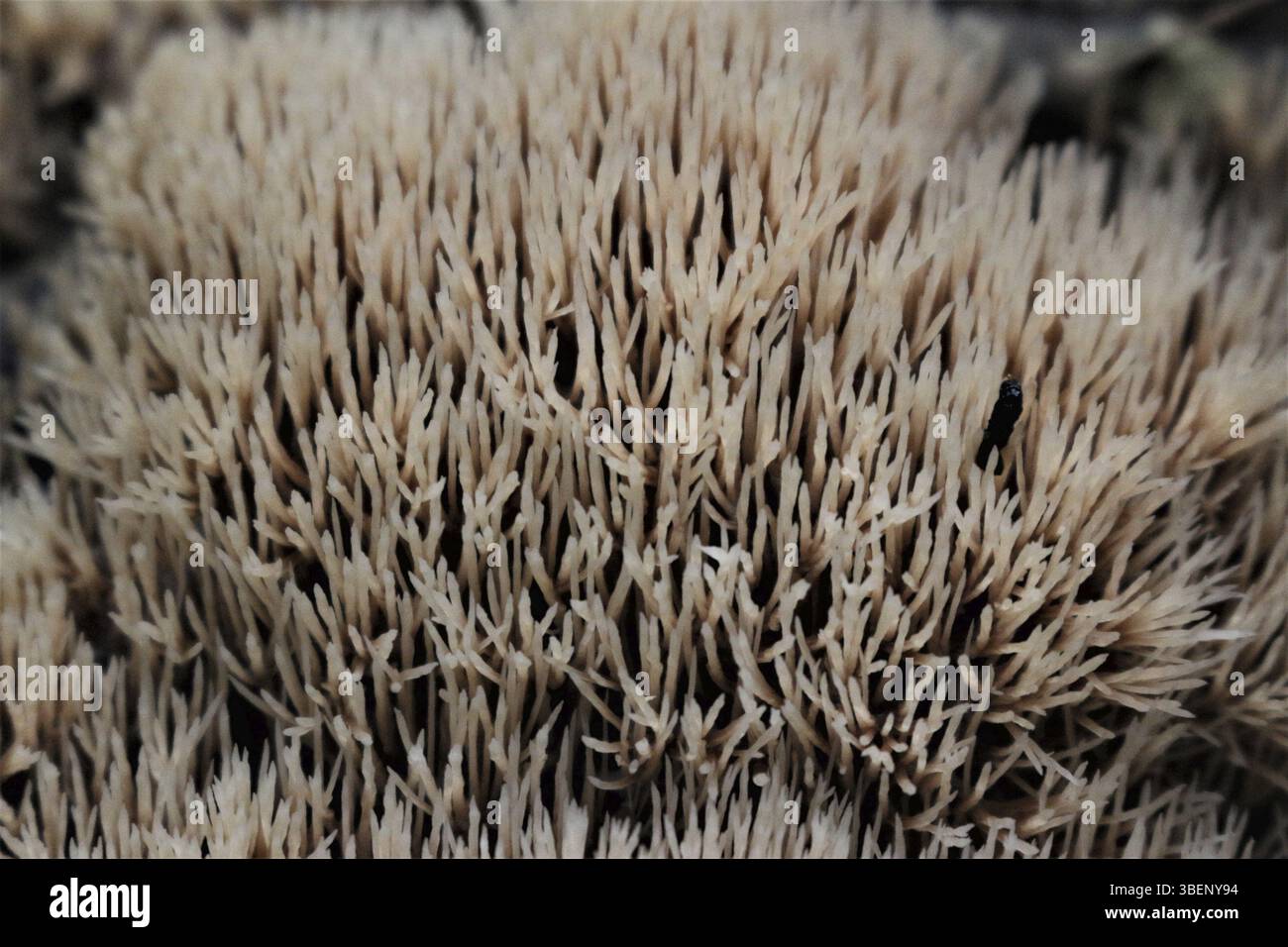 Stinking bristle coral (Pterula multifida Stock Photo - Alamy