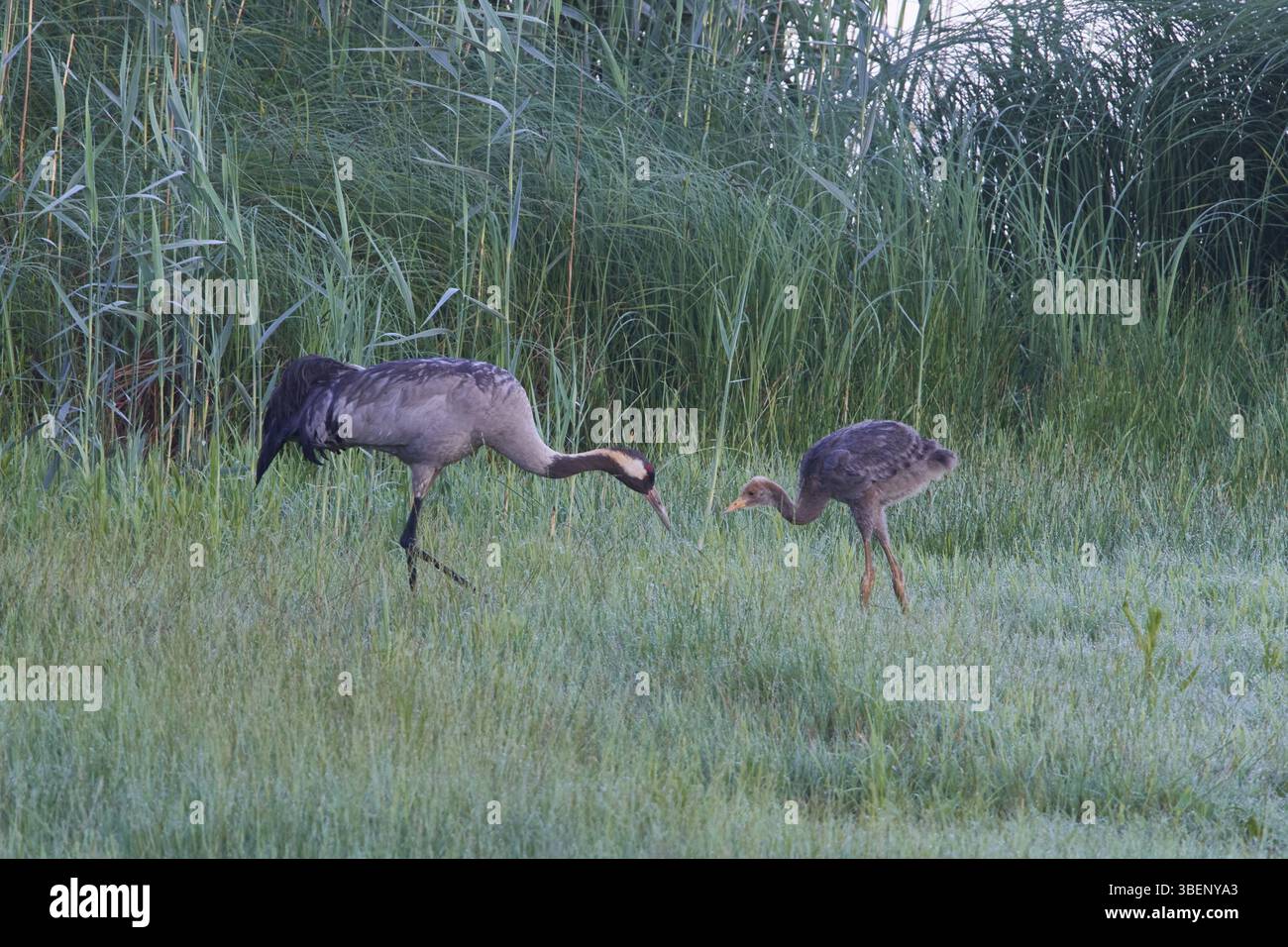 Grus common crane feeding hi-res stock photography and images - Alamy