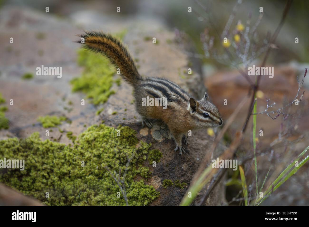 West coast usa canada hi-res stock photography and images - Alamy