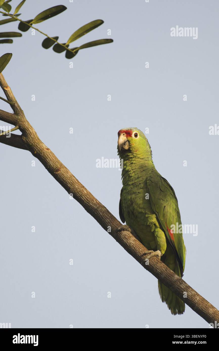 Yellow-cheeked Amazon (Amazona autumnalis Stock Photo - Alamy