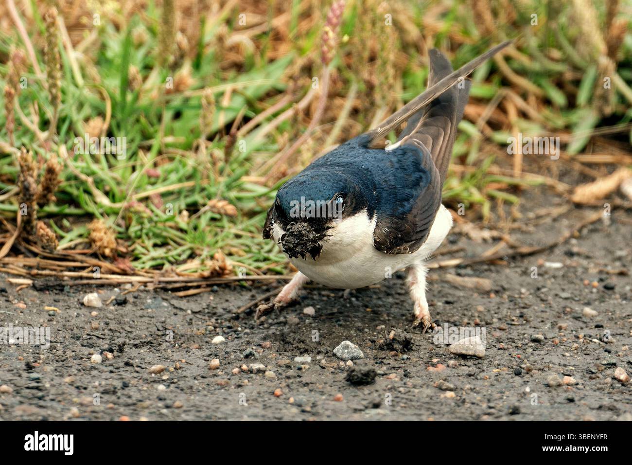 House Martin Collecting Mud for Nest Stock Photo - Alamy