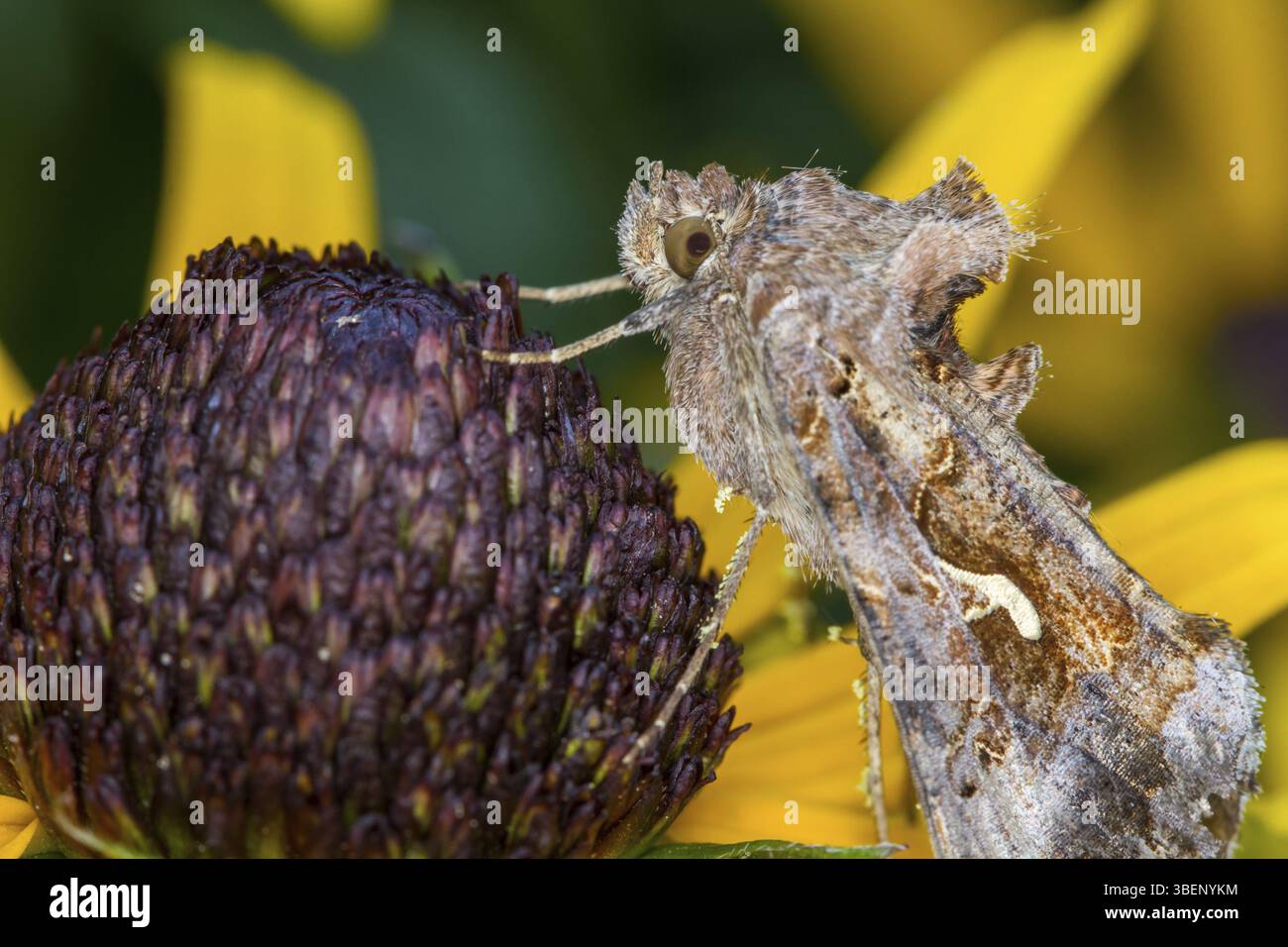 Gamma yellow hi-res stock photography and images - Alamy