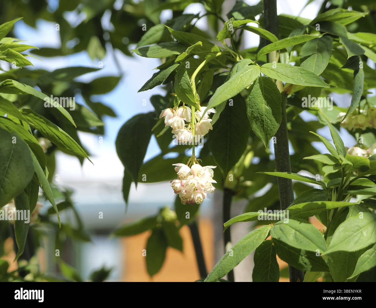 Flower of the Pimpernut (Staphylea pinnata Stock Photo - Alamy