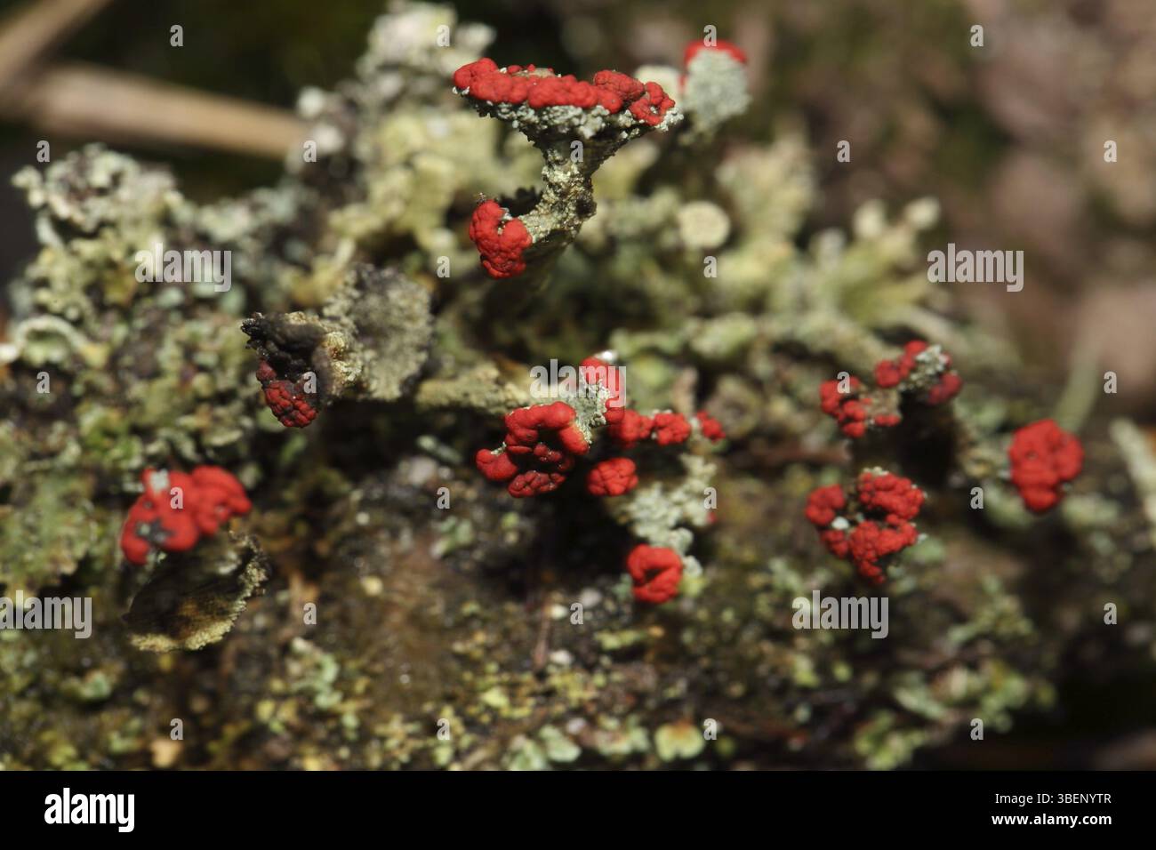 Scarlet cup lichen (Cladonia coccifera Stock Photo - Alamy