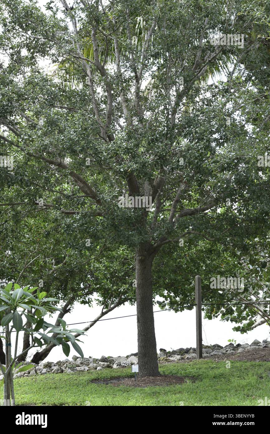 Virginia oak (Quercus virginiana Stock Photo - Alamy