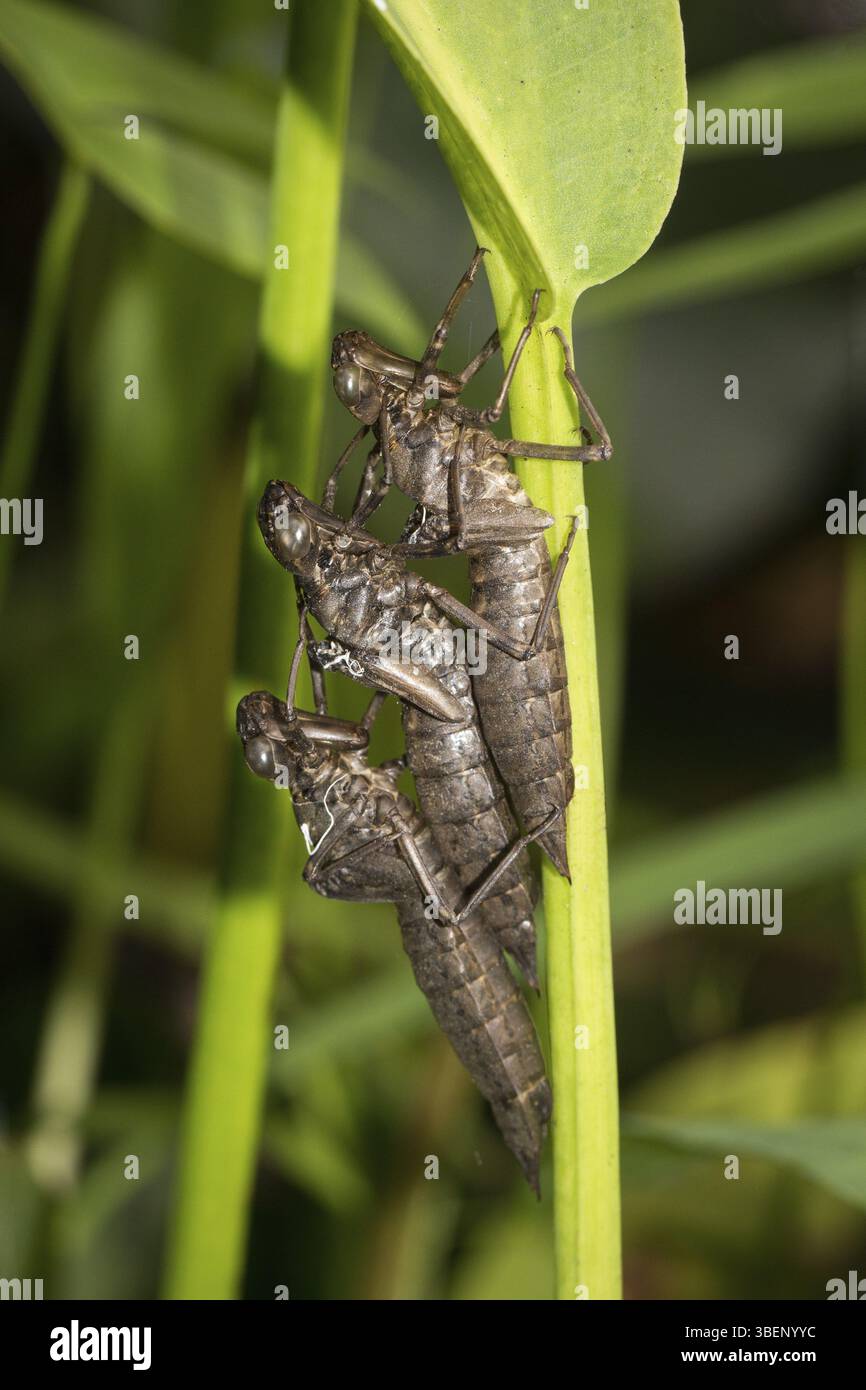 Dragonfly larvae after hatching (Anax imperator Stock Photo - Alamy