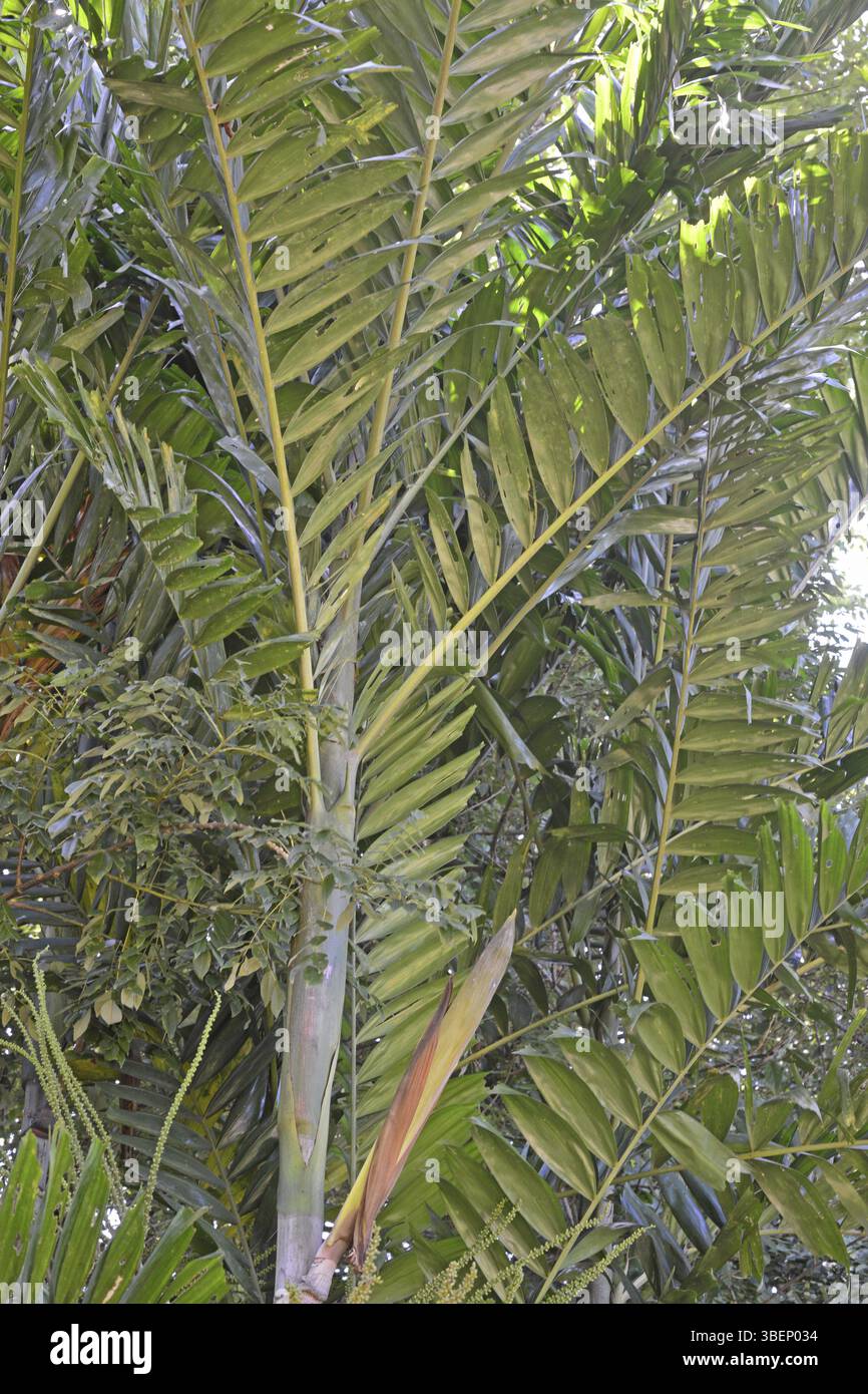 Golden fruit palm (Dypsis lutescens Stock Photo - Alamy