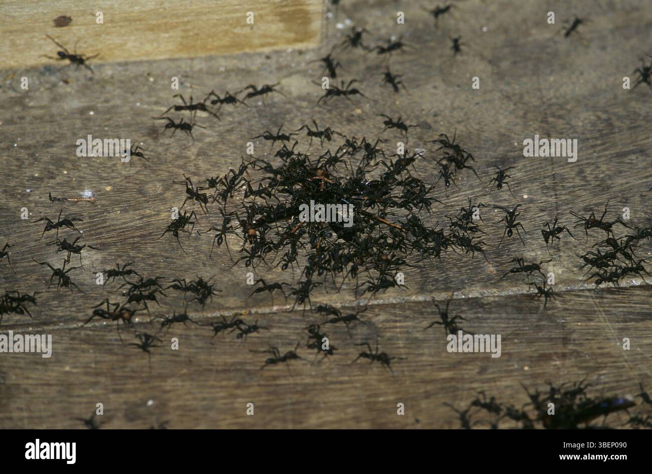 Driver ants hi-res stock photography and images - Alamy