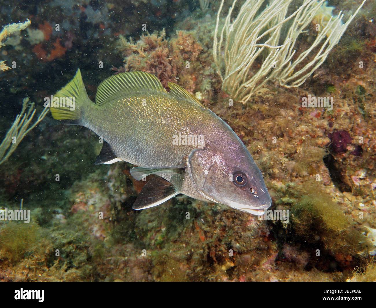 Mullet (Sciaena umbra Corvina nigra Stock Photo - Alamy