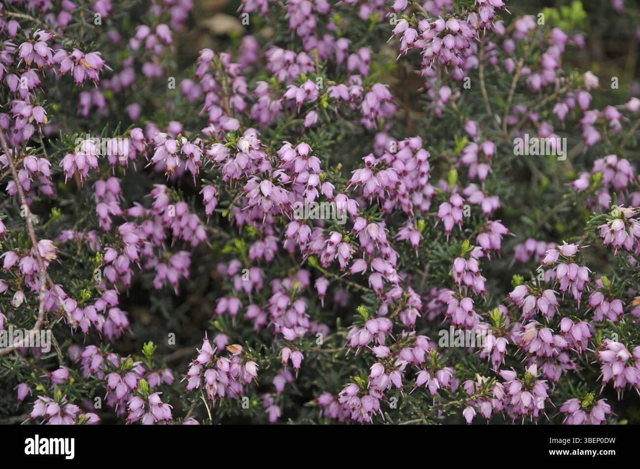 Snow heather (Erica carnea Stock Photo - Alamy