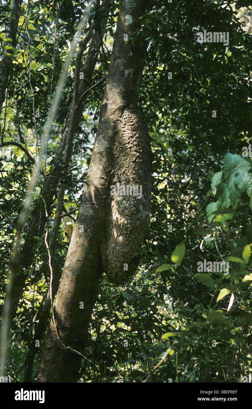 Azteca ant nest (Azteca sp Stock Photo - Alamy