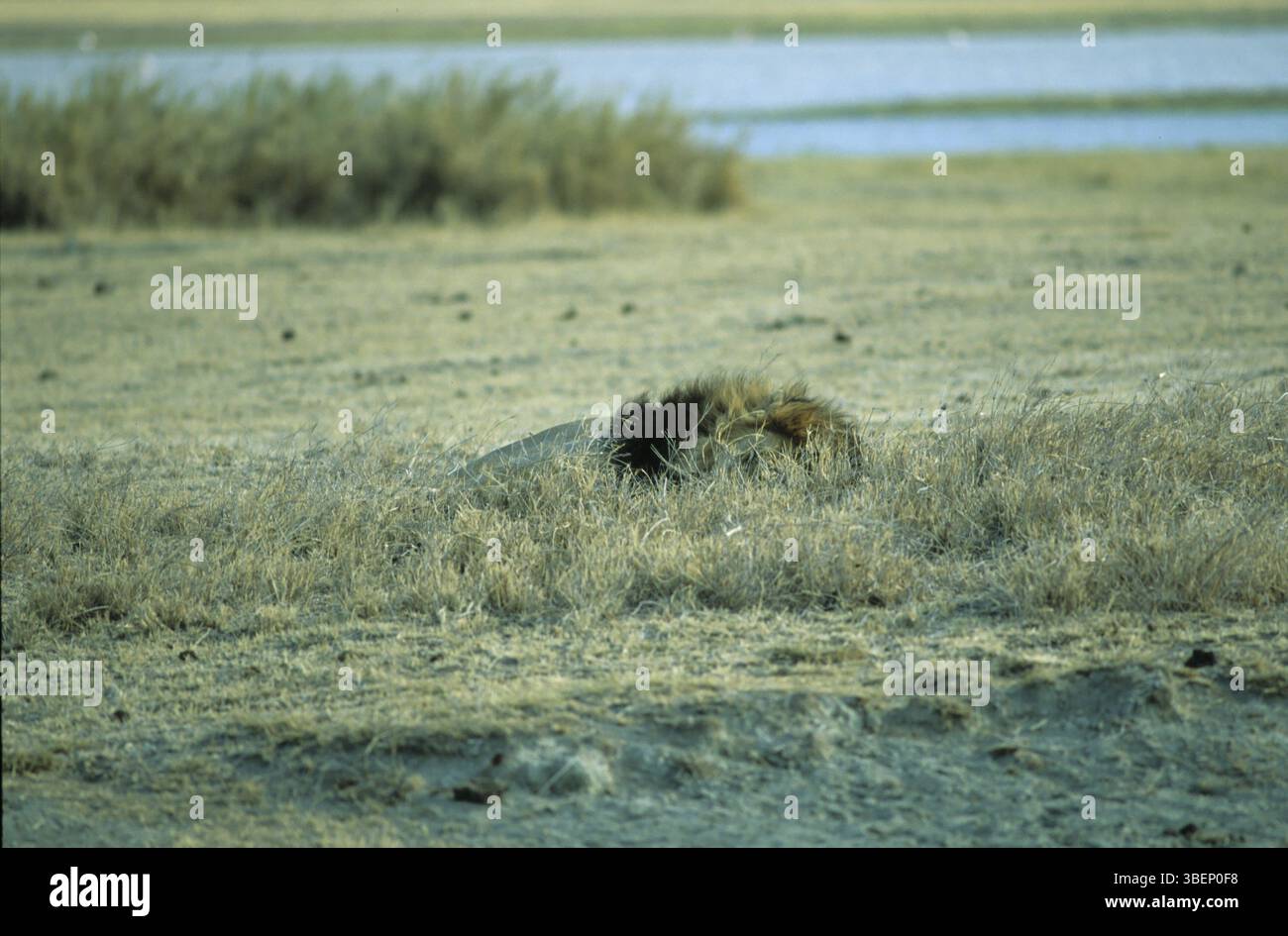 Sleeping lion (Panthera leo Stock Photo - Alamy