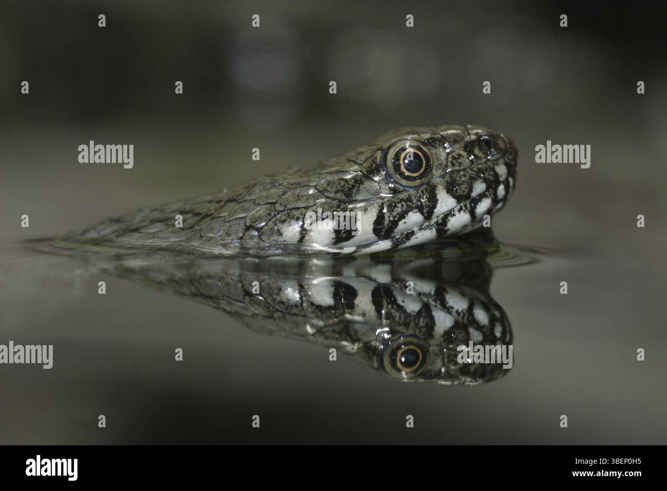 Viper's snake (Natrix maura Stock Photo - Alamy