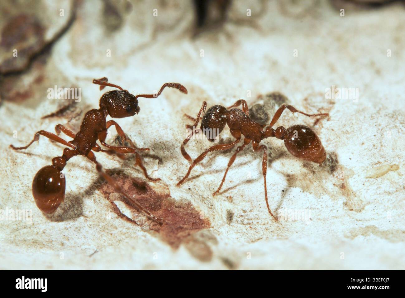 Red ant formicidae myrmica hi-res stock photography and images - Alamy