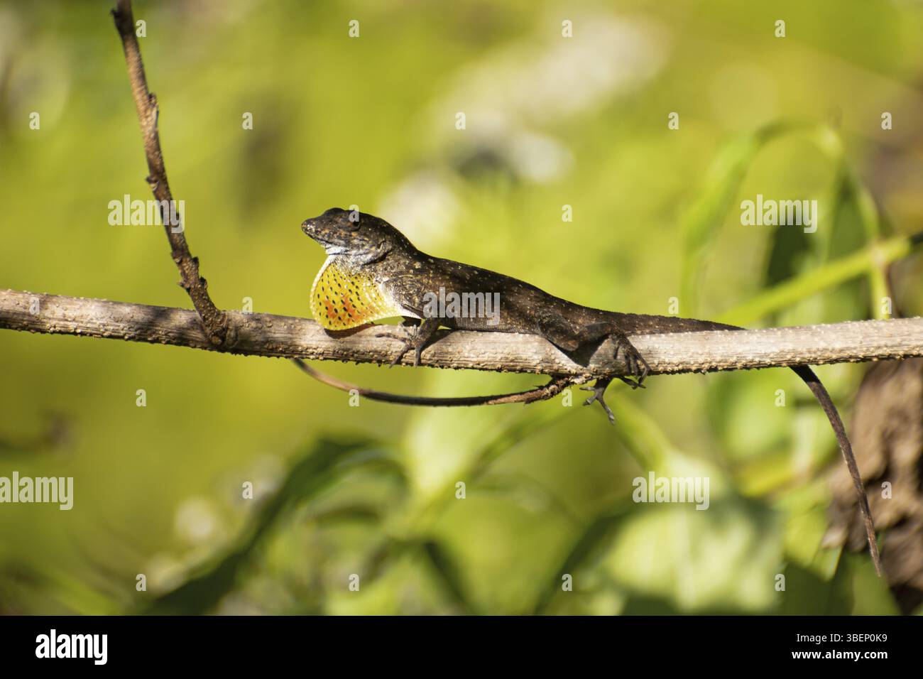 Brown anolis (Anolis petersii Stock Photo - Alamy