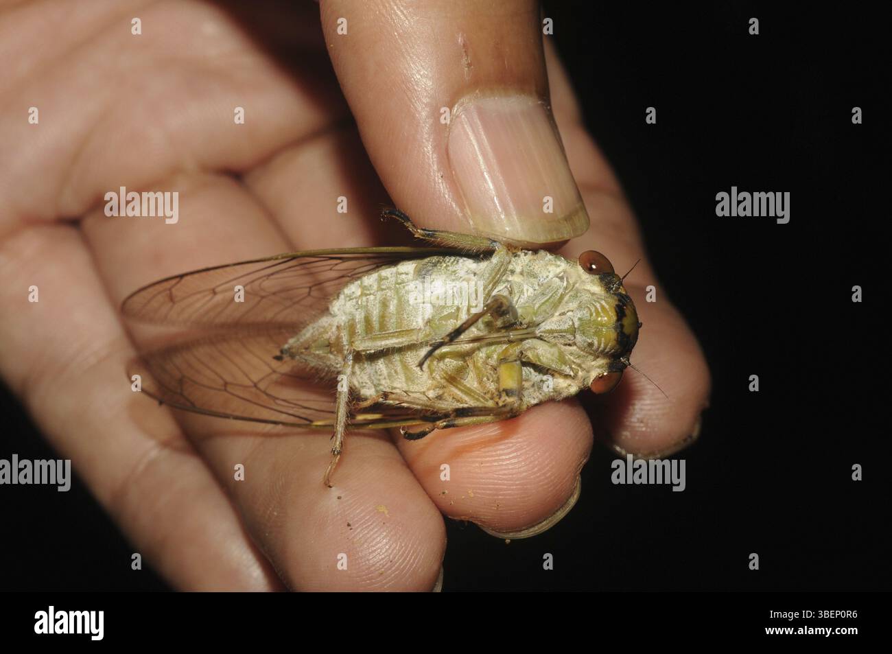 Thailand Cicada (Homoptera Stock Photo - Alamy