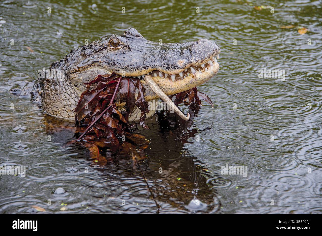 Alligator with prey (Alligatoridae Stock Photo - Alamy