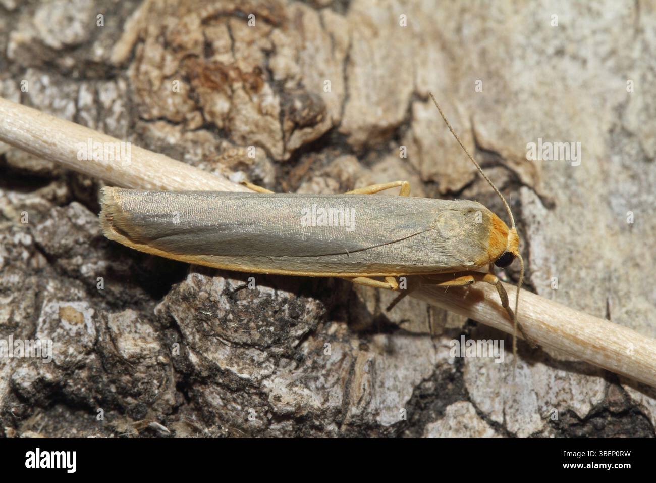 Common lichen bear (Eilema complana Stock Photo - Alamy