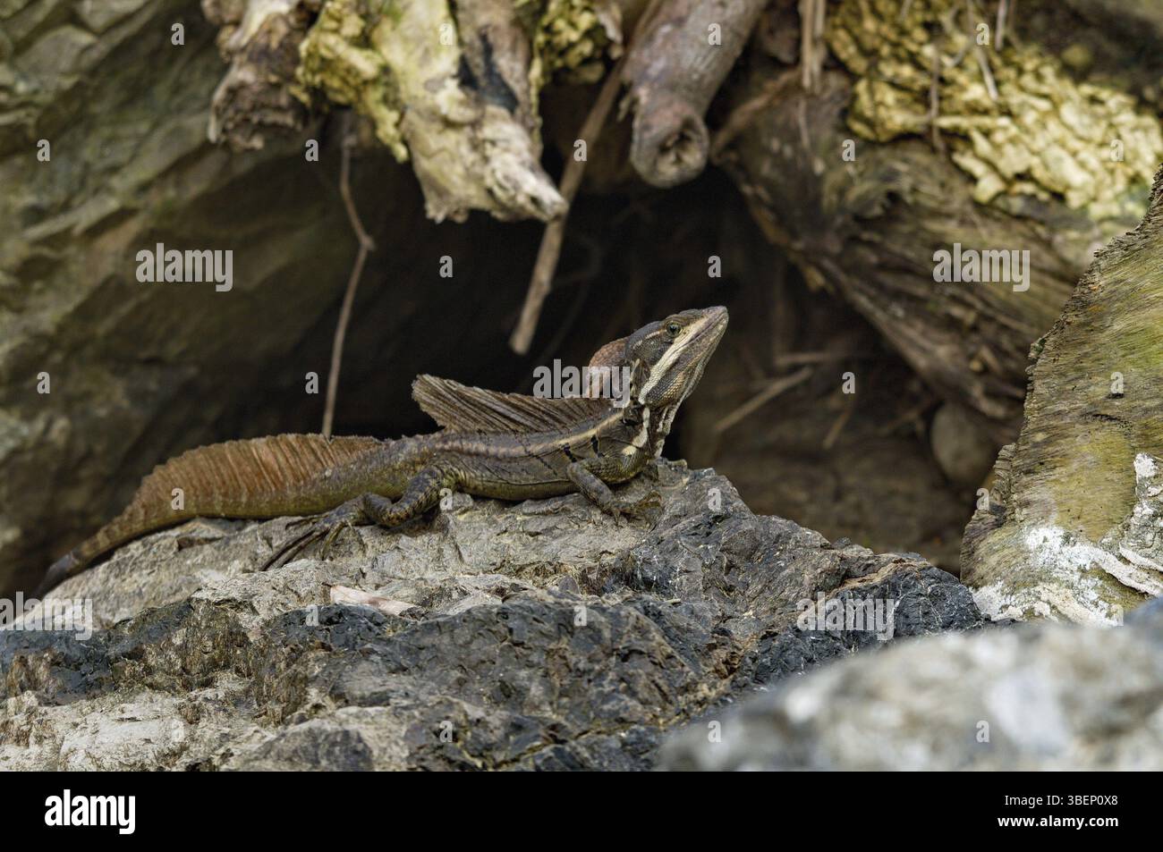 Helmeted Basilisk (Basiliscus basiliscus Stock Photo - Alamy