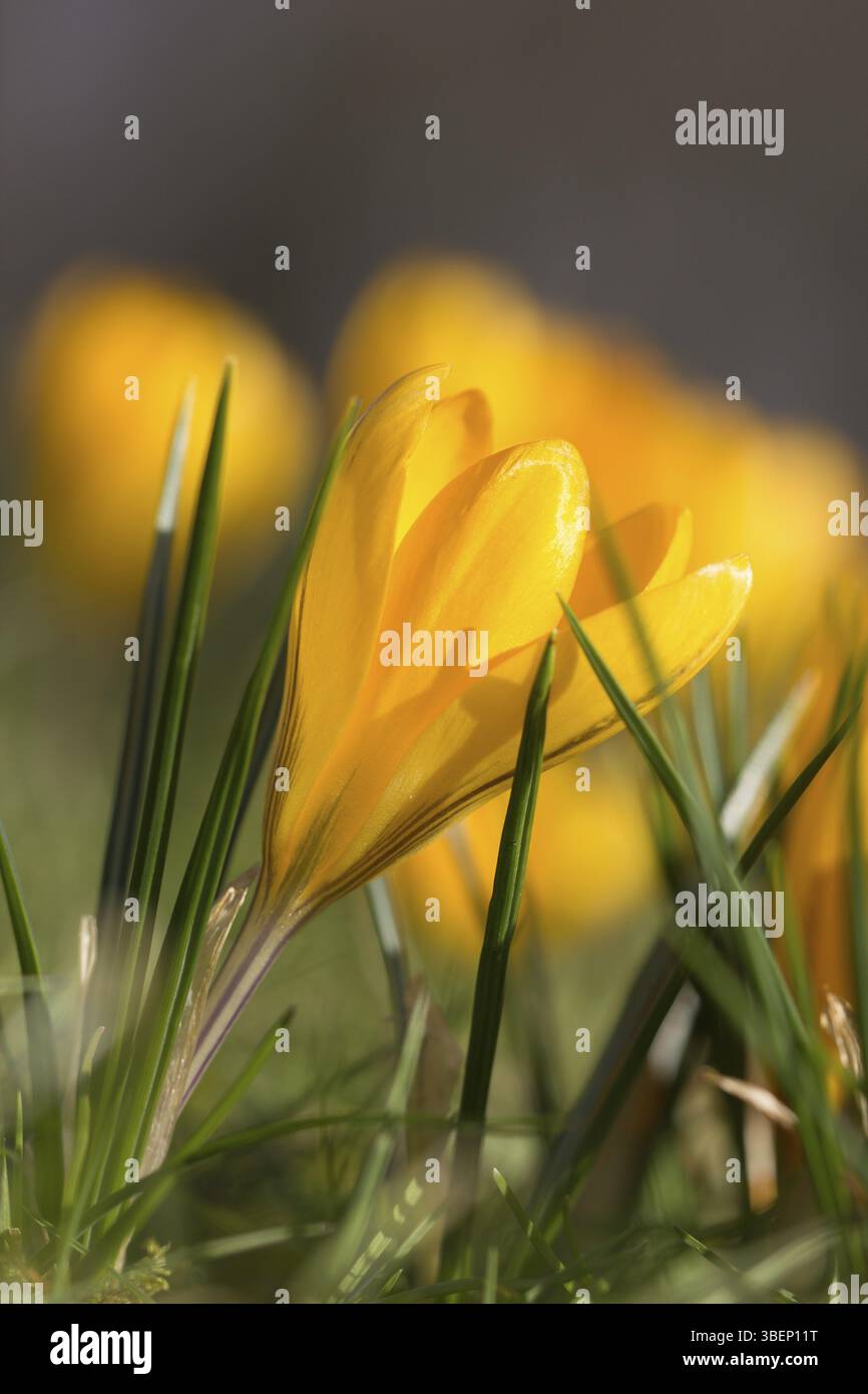 Golden crocus flavus hi-res stock photography and images - Alamy