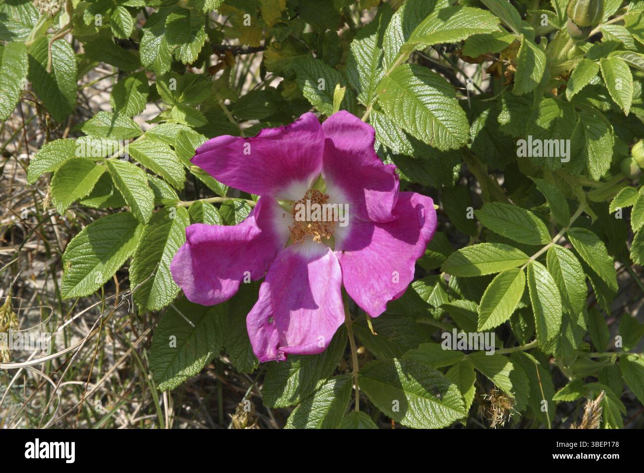 Flower potato rose rosa hi-res stock photography and images - Alamy