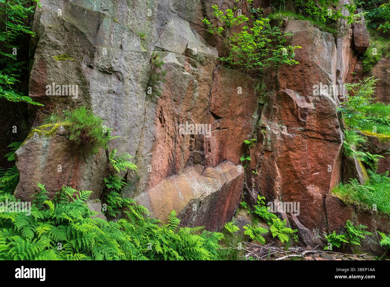 Parts of the abandoned working face at Bole Hill Quarry, where the ...