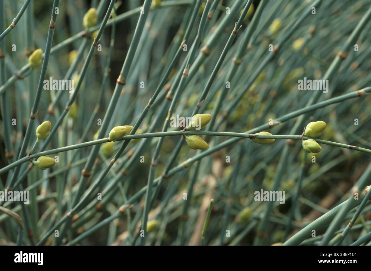 Creeping sea holly (Ephedra gerardiana Stock Photo - Alamy