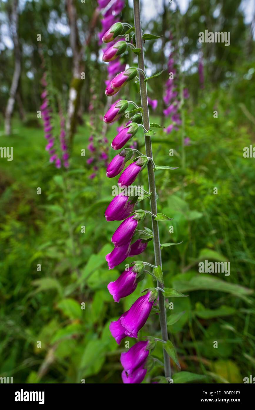 Common foxgloves (Digitalis purpurea) by the side of the old railway ...